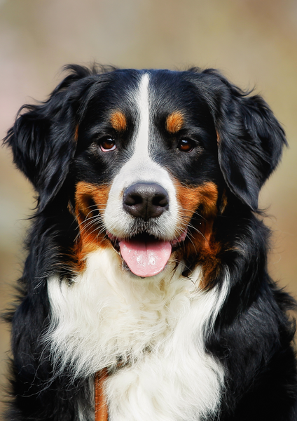 Mullinahone Co-op Bundle deals and Starter Packs